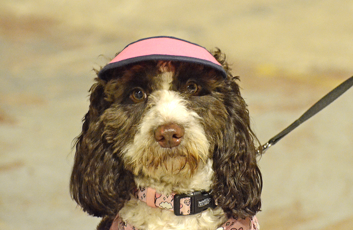 IN PICTURES- Tail wagging fun at Coventry's FarGo dogfest - The ...