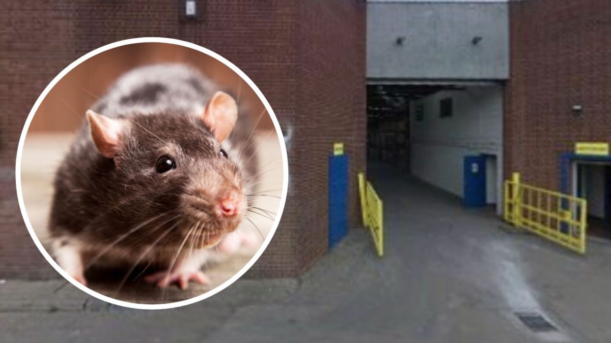 Coventry food business fined after rat infestation found - The Coventry ...