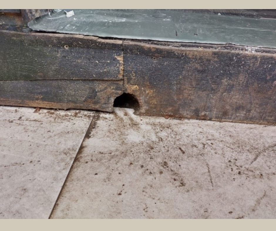 Coventry food business fined for mouse and rat infestation - The ...